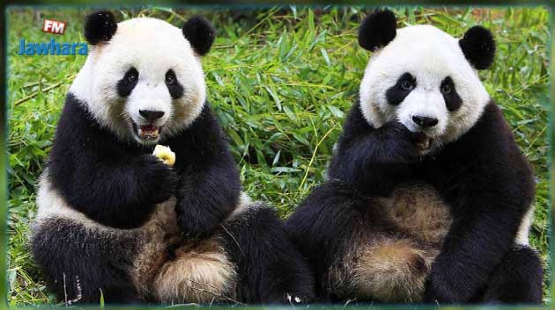 ‫سهيل وثريا.. زوج باندا من الصين إلى قطر بمناسبة المونديال (فيديو)