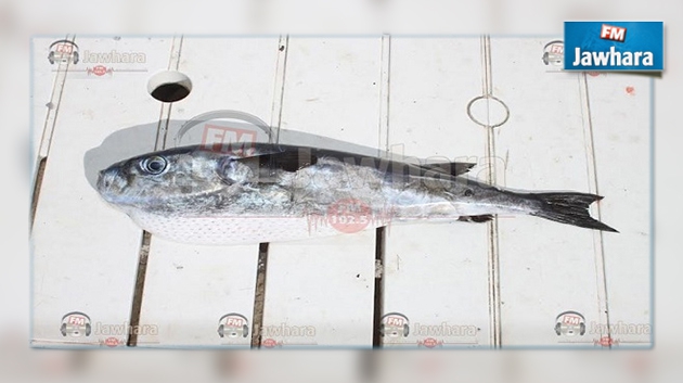 Le poisson-lapin sur le point d'envahir la Méditerranée